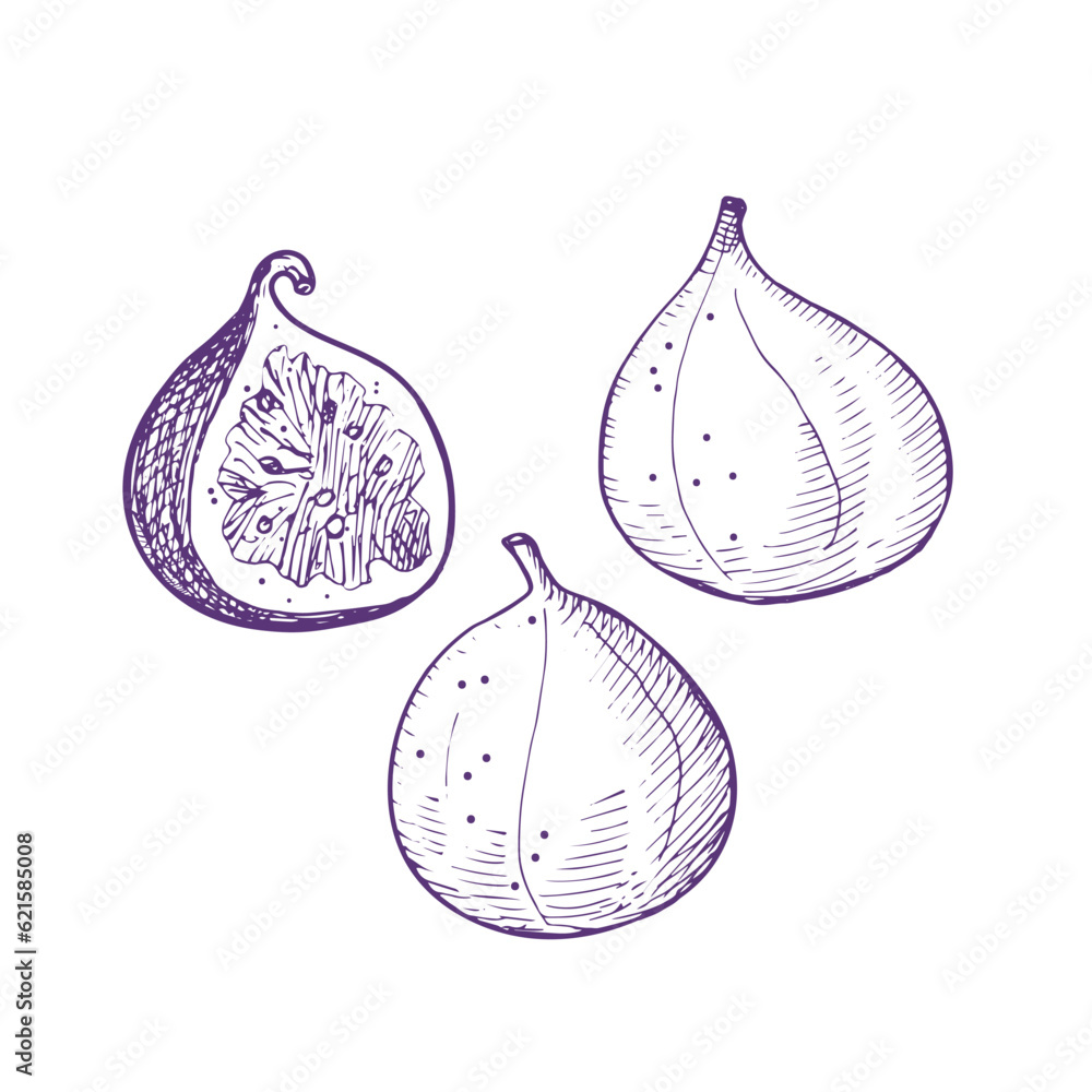Figs vector illustration set with tropical fruit on isolated white ...