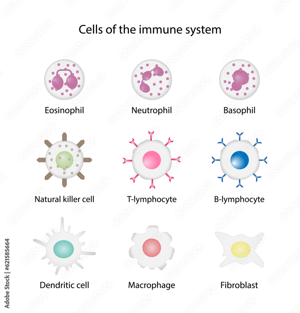 Cells of the innate and adaptive immune system, Hematopoiesis cell type ...