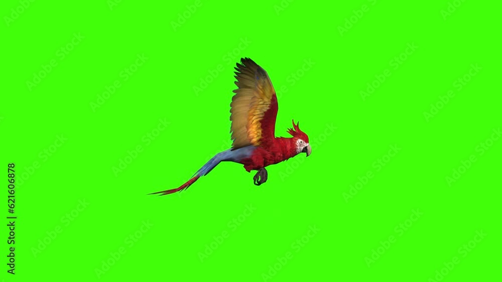 3D realistic side view of Red and green macaw parrot flying loop ...