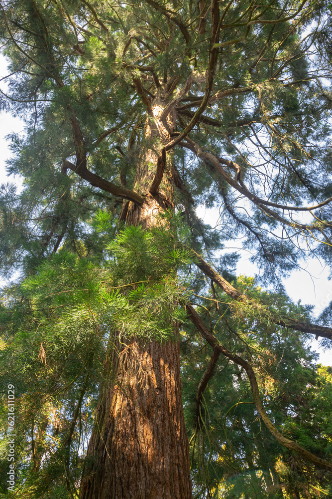 Huge mammoth tree, also known as giant redwood tree, seen from below ...