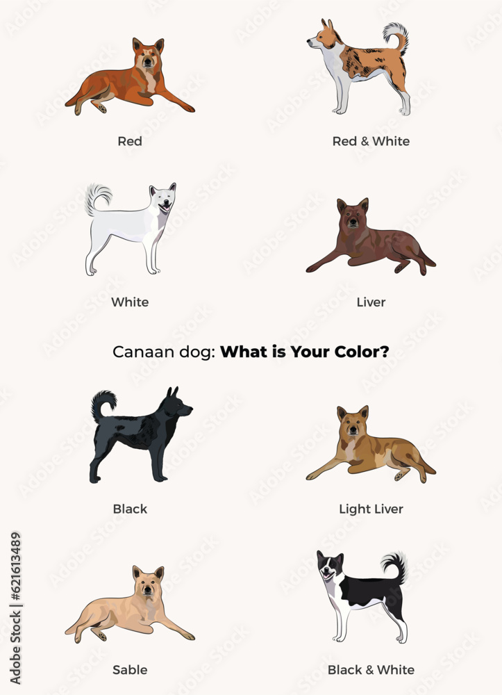 Canaan dog colors. Popular coat colors. Cute dogs characters in various ...