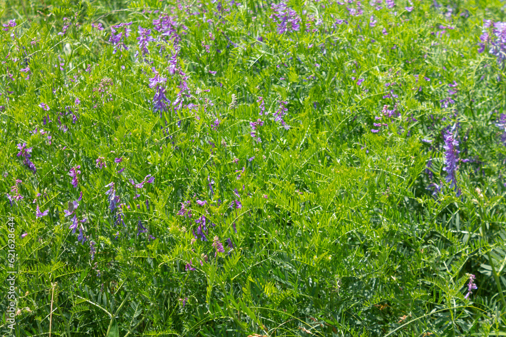 Plant mouse pea Vicia cracca. A valuable honey plant, fodder and ...