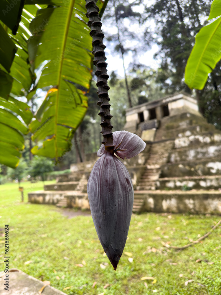 entrance to the ruin, path to the mayan ruin, mayan ruin replica at ...