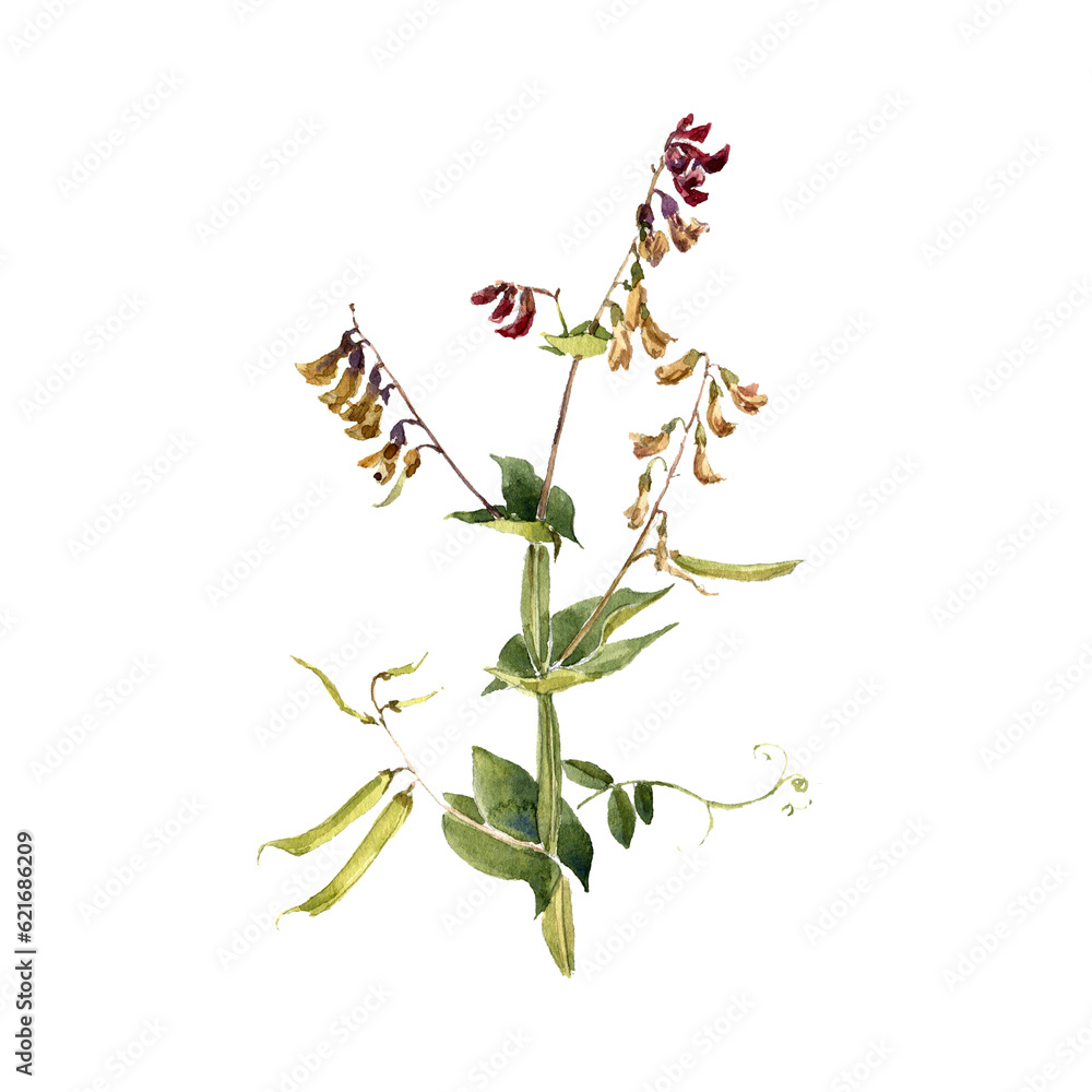 watercolor drawing plant of wild pea with leaves and flower, isolated ...