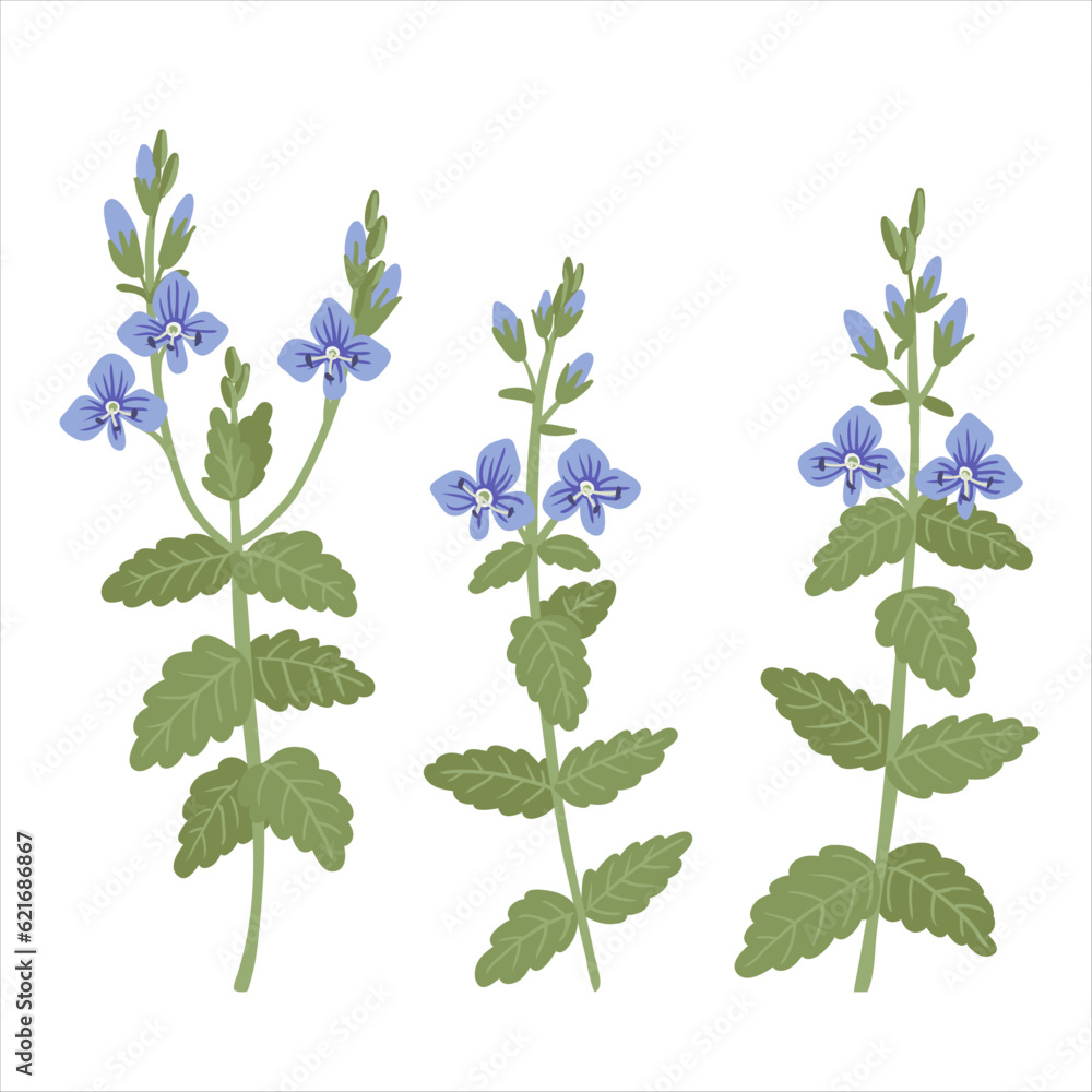 germander speedwell, field flowers, Veronica, vector drawing wild ...