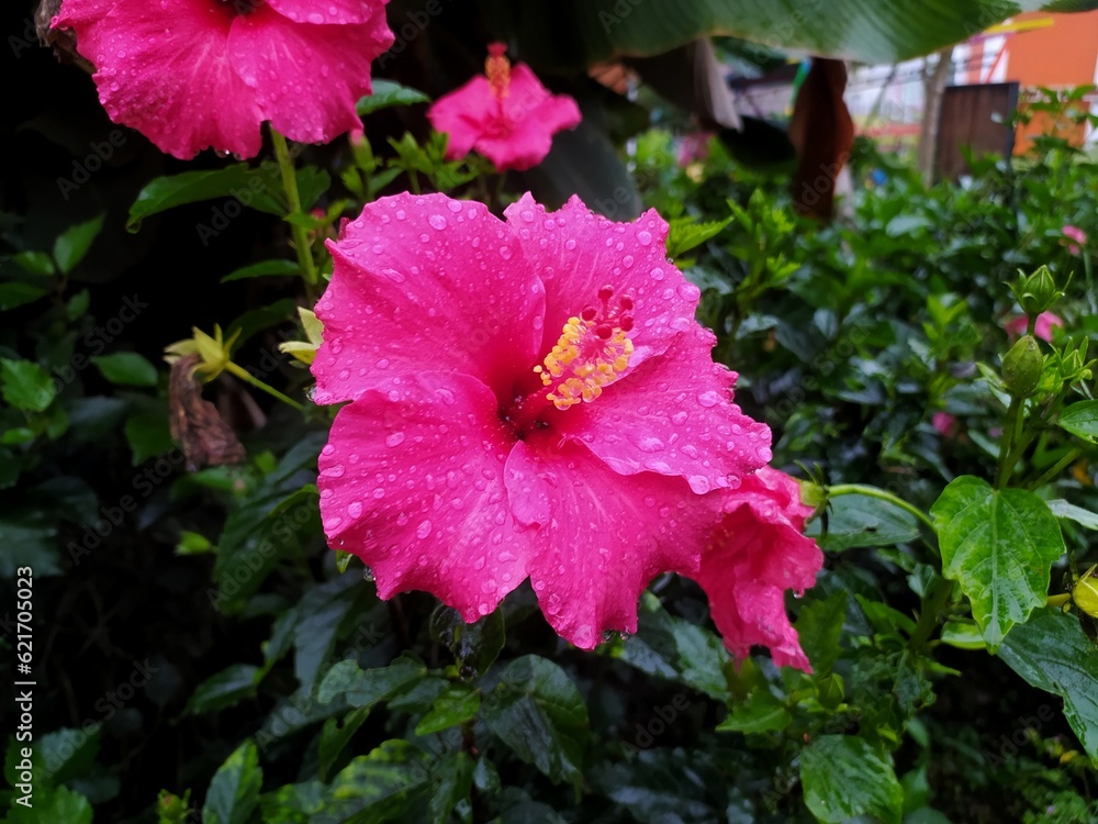 Hibiscus rosa-sinensis, known colloquially as Chinese hibiscus and ...