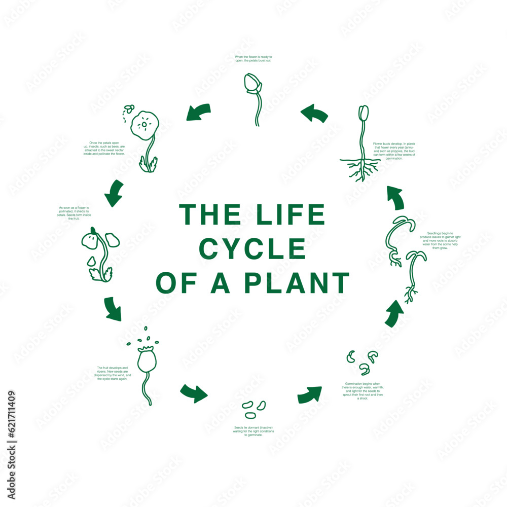 the life cycle of a plant cute illustration, minimal hand drawn style ...