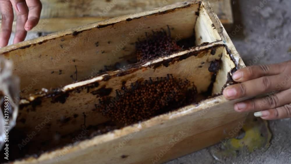 A close-up of a stingless beehive that produces one of the best honeys ...
