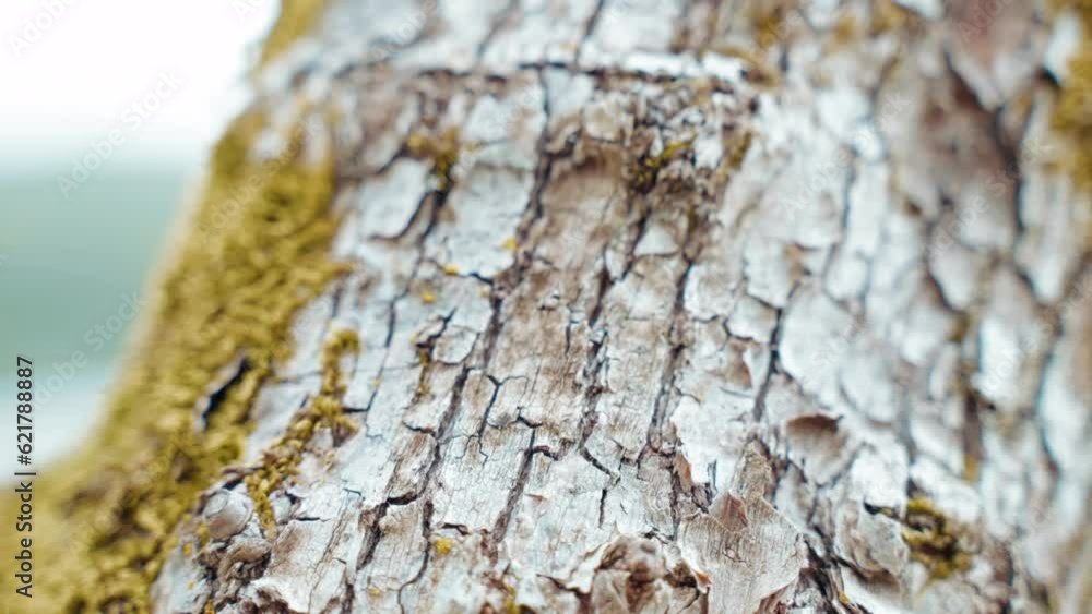 Video Stock Parasites green moss covered tree bark surface, toxic ...