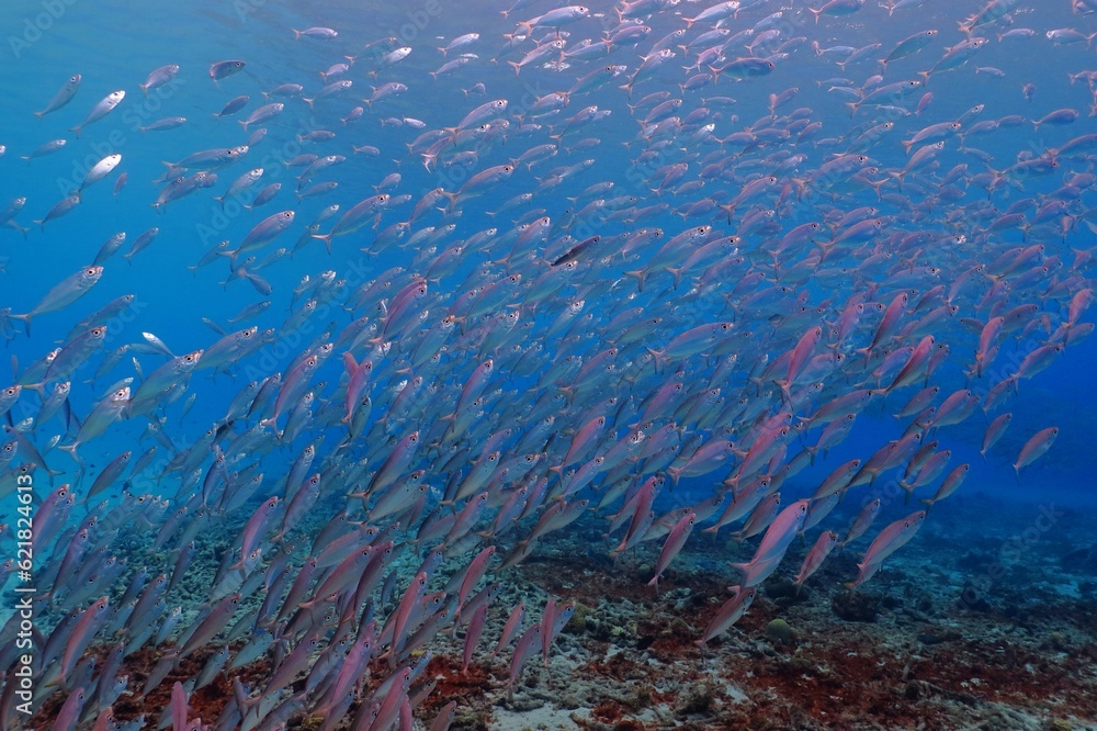 Underwater picture from scuba diving with big fish vortex. Aquatic ...