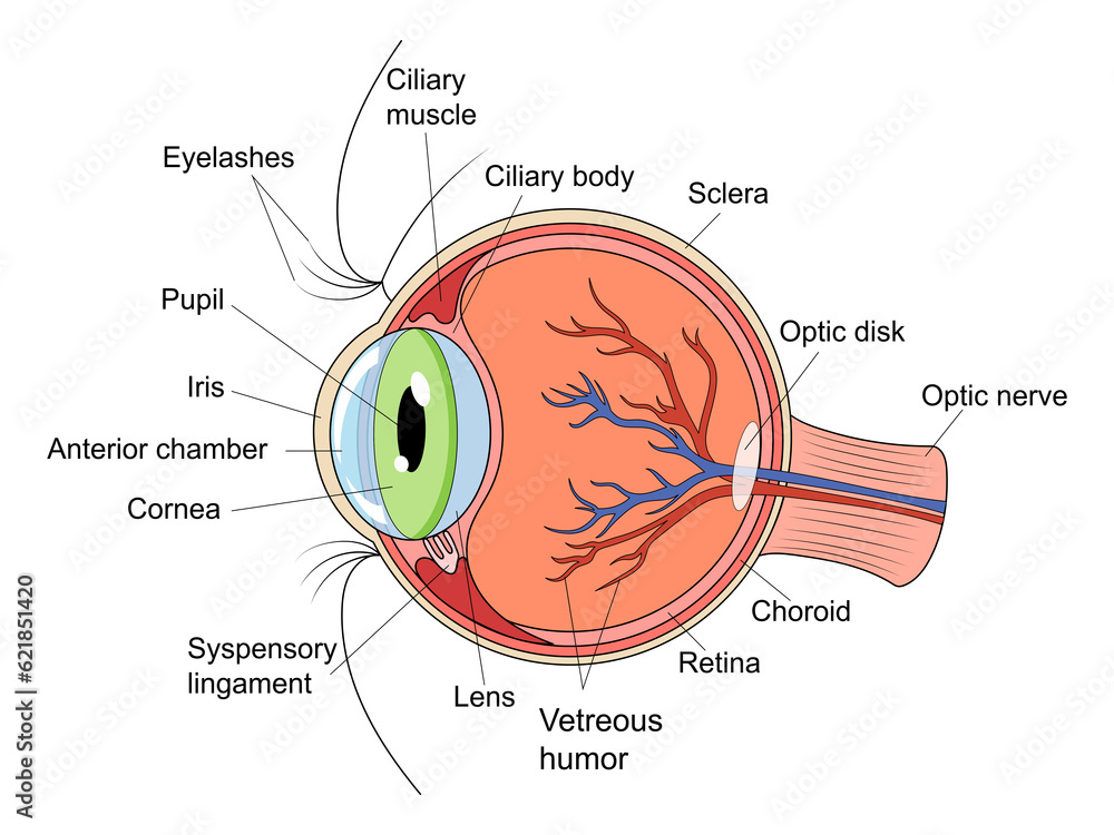 Human eye structure diagram schematic raster illustration. Medical ...