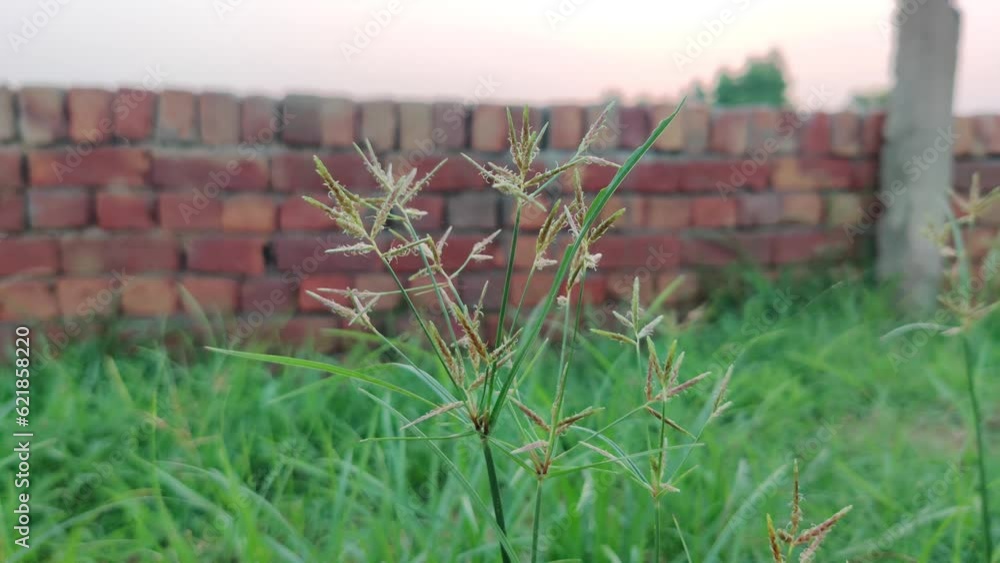 Cyperus rotundus (coco-grass, Java grass, nut grass, purple nut sedge ...