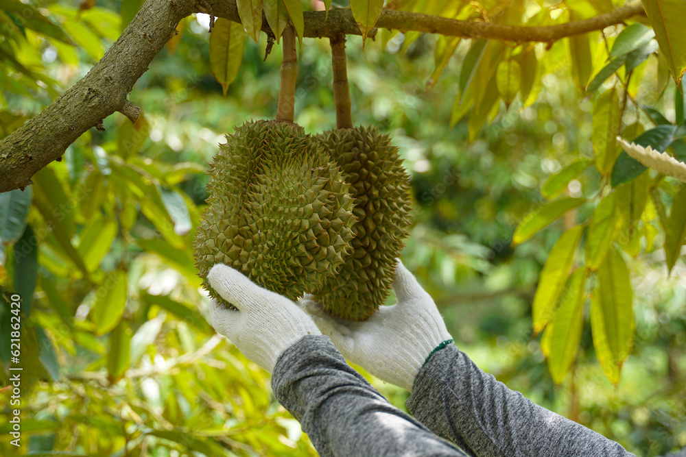 Thai durian farmers use their hands to inspect durian fruit on the tree ...