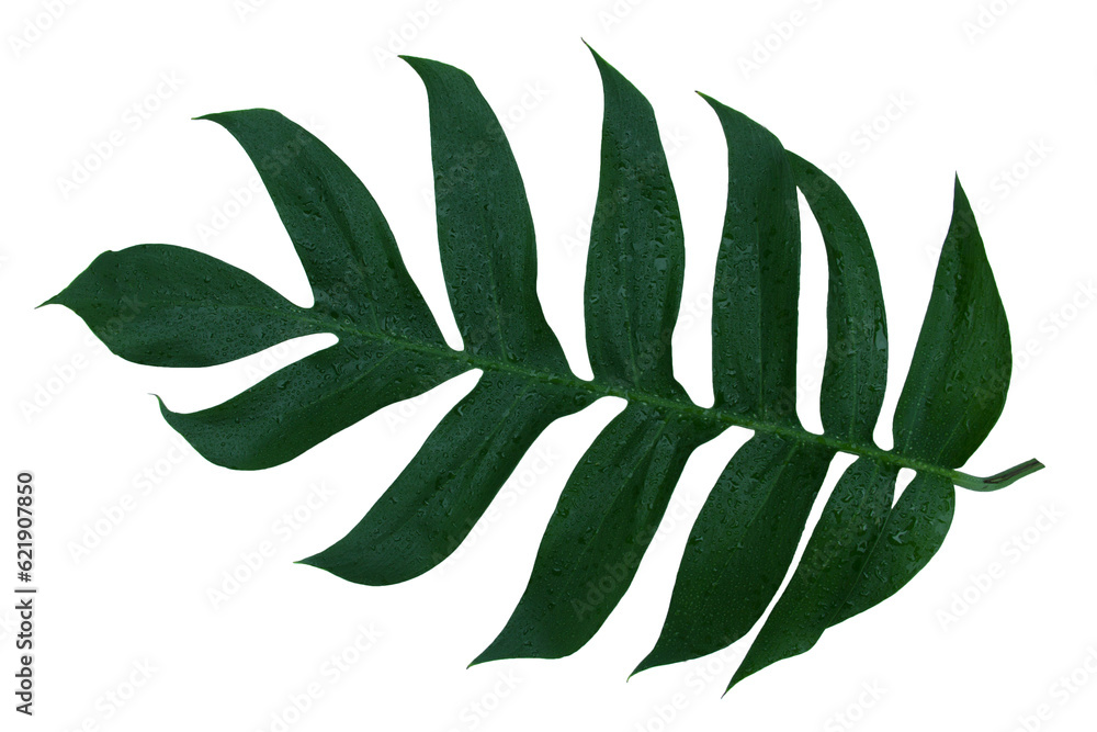 Monstera pinnatipartita (Siam Monstera) large green leaf that hollow ...