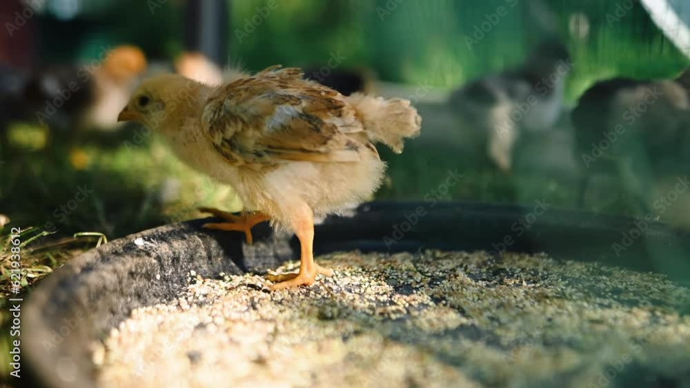 Close-up of Small Chickens and a Big Hen. Light and Dark Hens and their ...