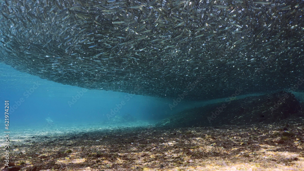 big concentration of Hardyhead Silverside fish swimming in shallow ...