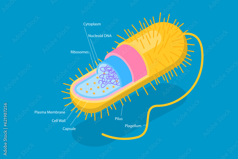 3D Isometric Flat Vector Conceptual Illustration of Archaebacteria ...