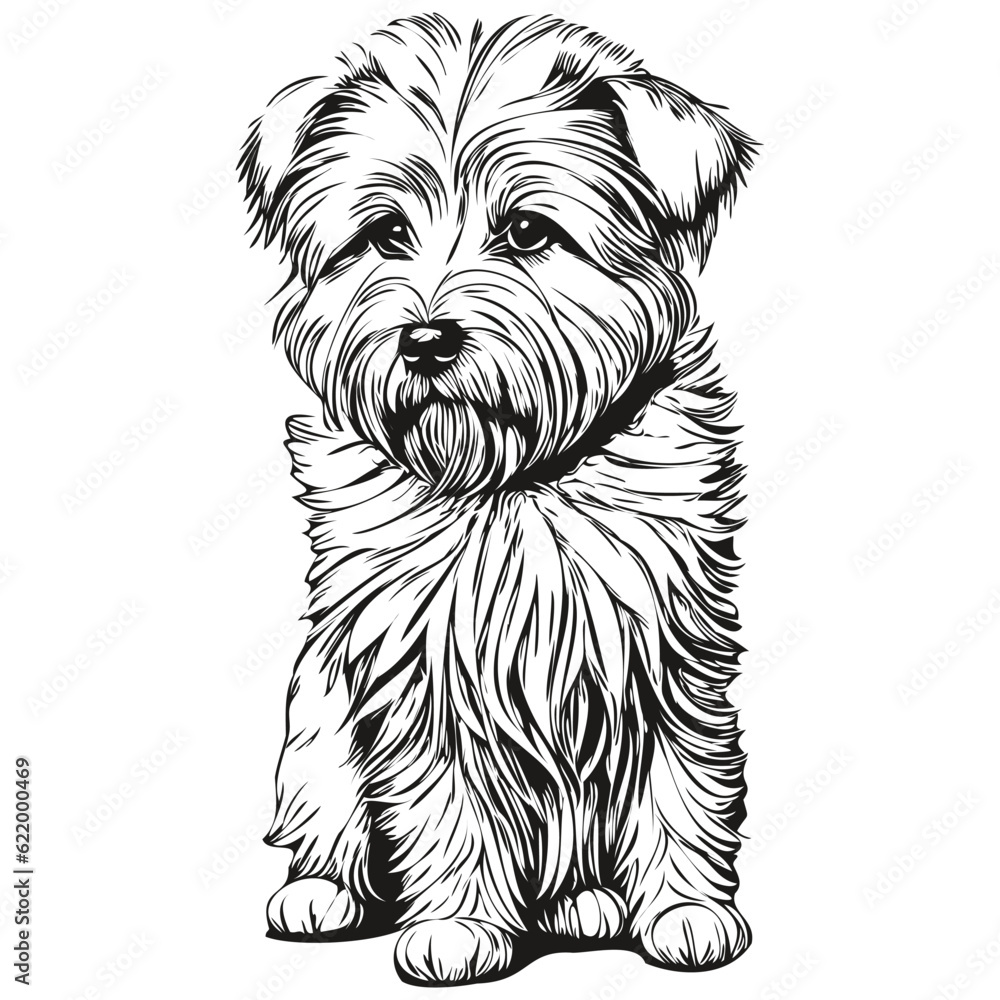 Coton de Tulear dog realistic pencil drawing in vector, line art ...