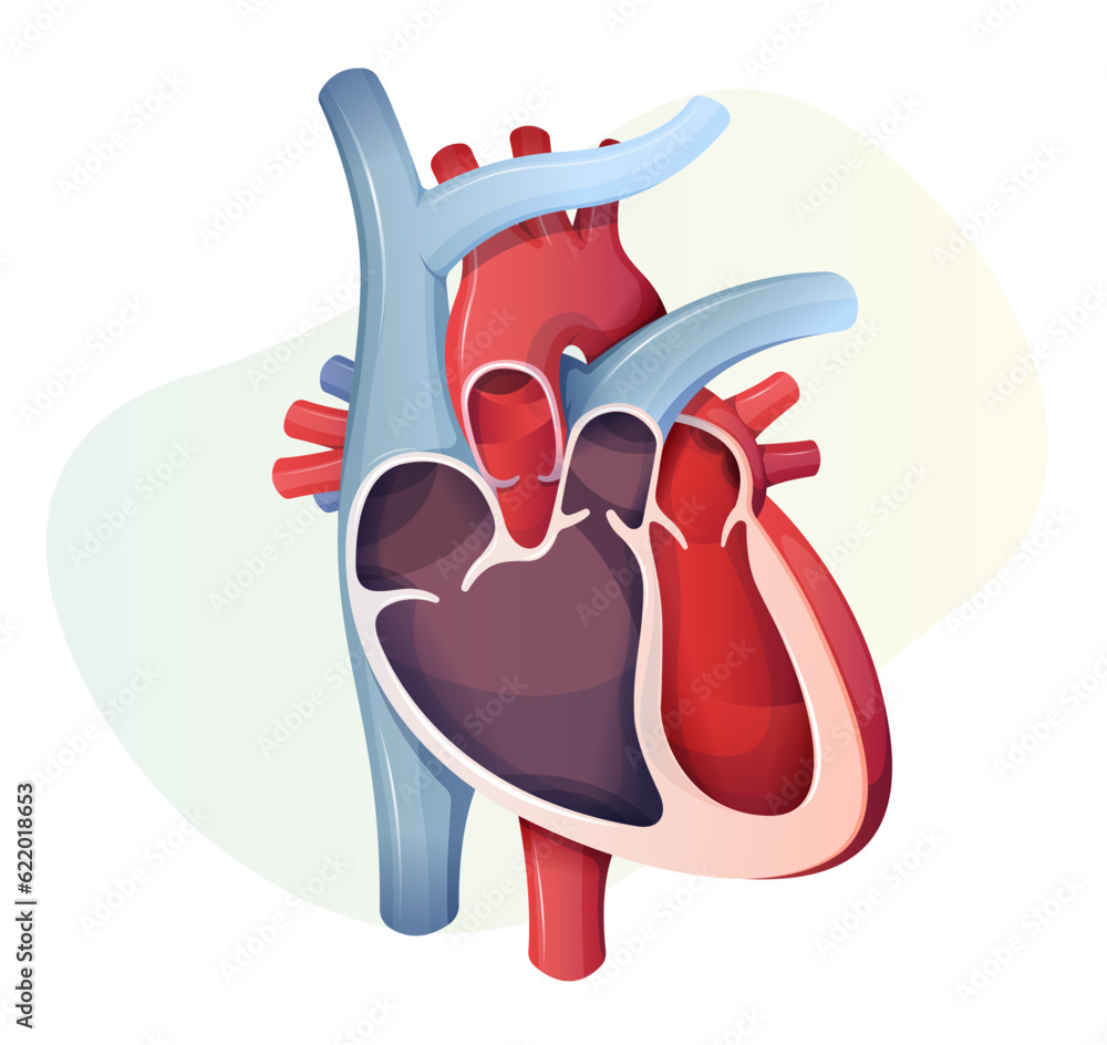 Human Heart Cross Section - Stock Illustration Stock Vector | Adobe Stock Human Heart Cross Section - Stock Illustration Stock Vector | Adobe Stock