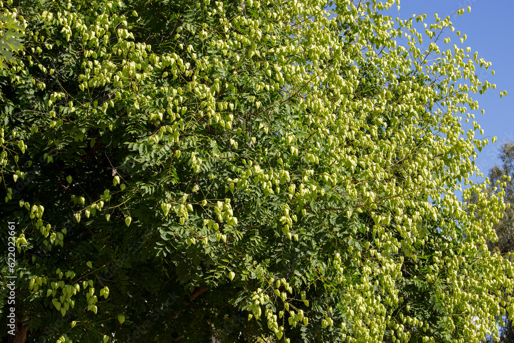 Soft green seed pods of Koelreuteria paniculata. Butterfly lamp ...