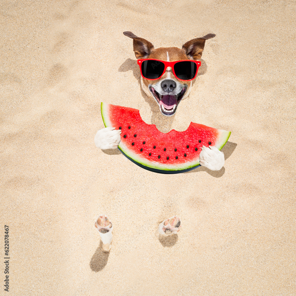 jack russell dog buried in the sand at the beach on summer vacation ...