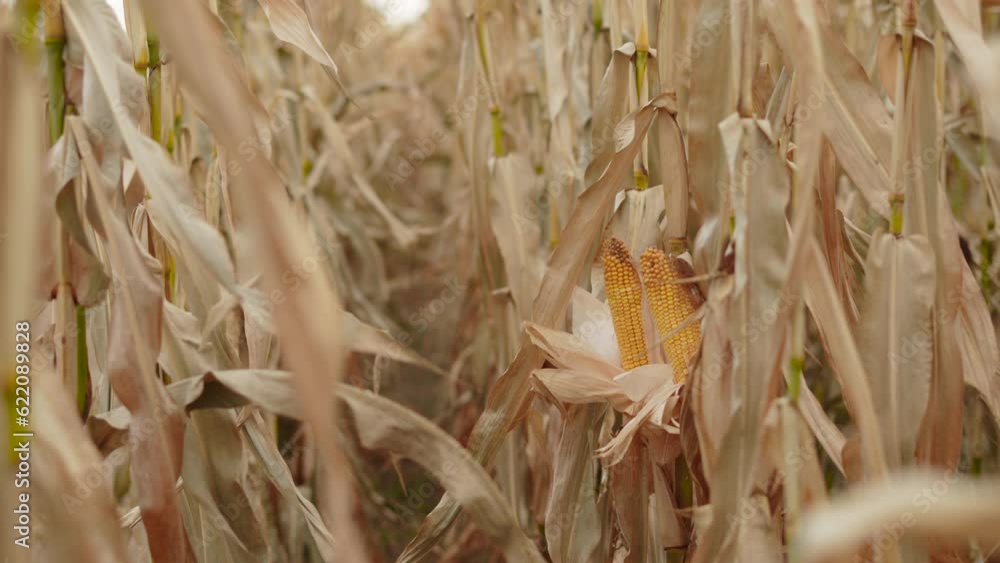 Rows with dried corn plants and overripe cobs. Unharvested crops after ...