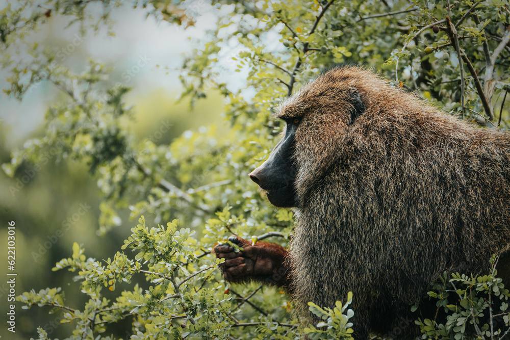Baboon seen on safari in Akagera National Park, Rwanda, Africa. March ...