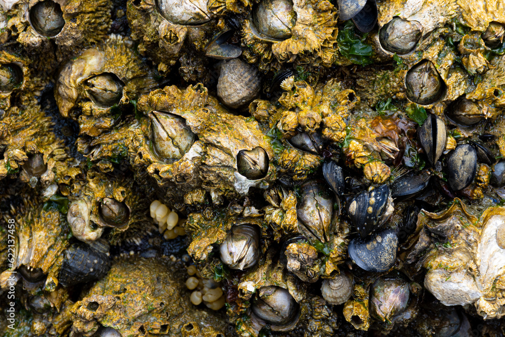 A close up image of very large barnacles and mussel shells growing on a ...