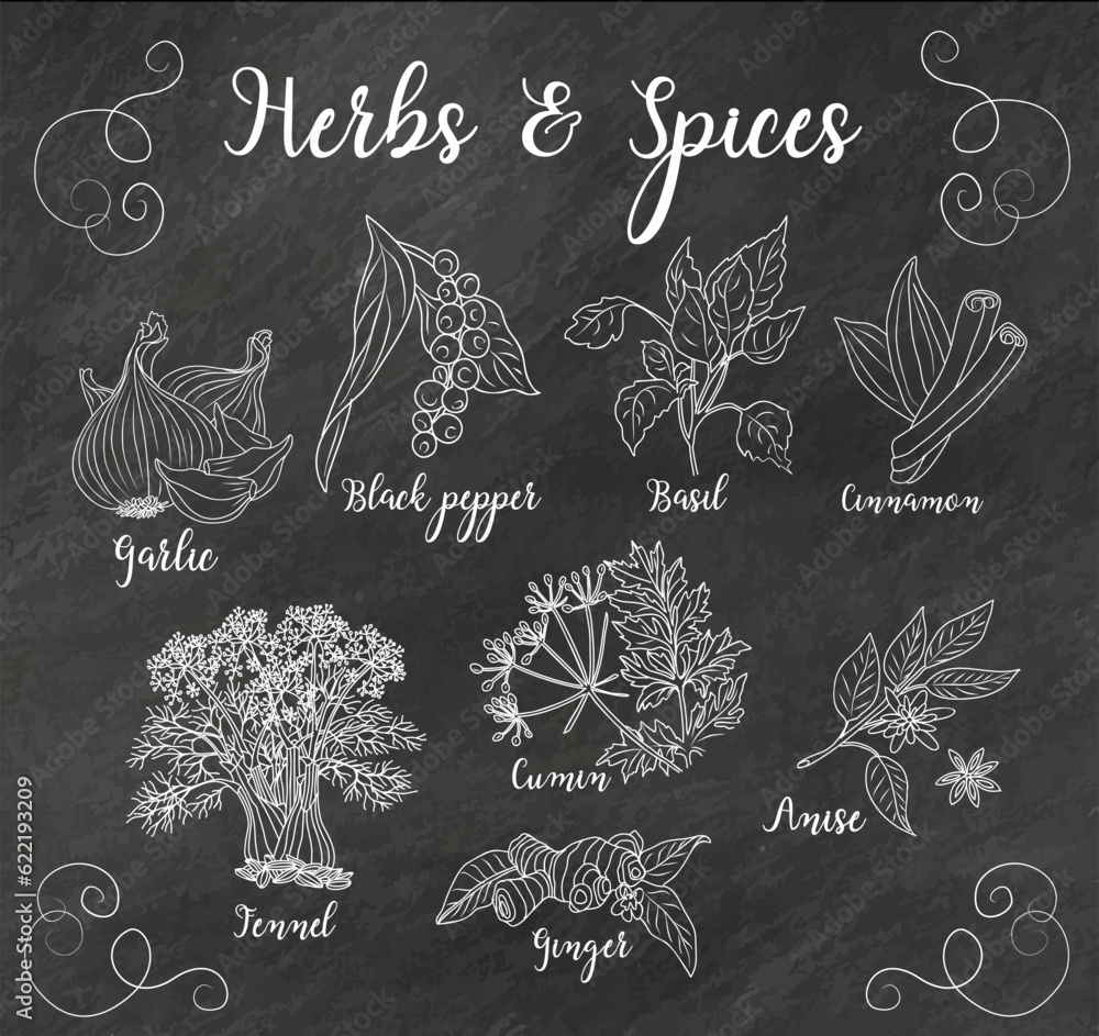 Herbs and spices hand drawn vector illustration isolated. Hand drawn ...