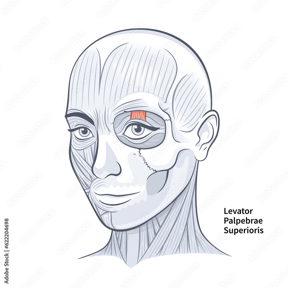 Woman Face Levator Palpebrae Superioris Muscle illustration Stock ...