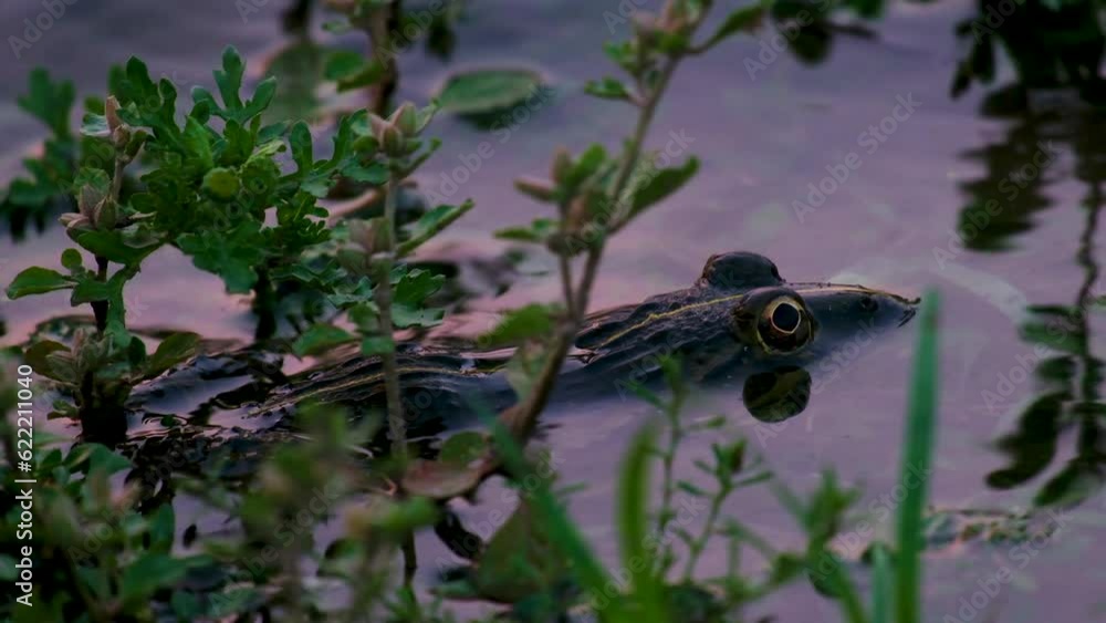 Indian Bullfrog - Hoplobatrachus tigerinus - hiding in a pond water ...