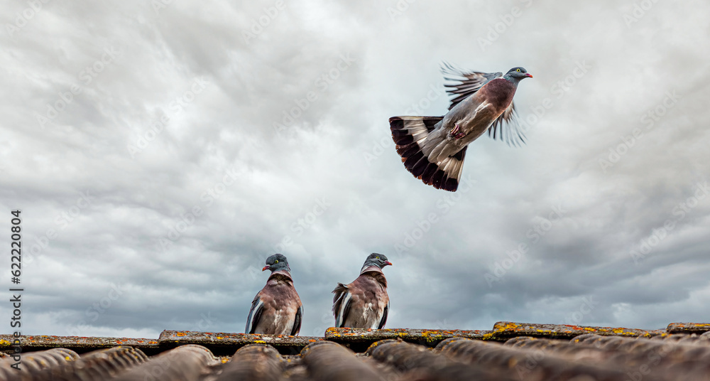 flying over the sky. pigeon flies from the roof. Three Bird Homing ...