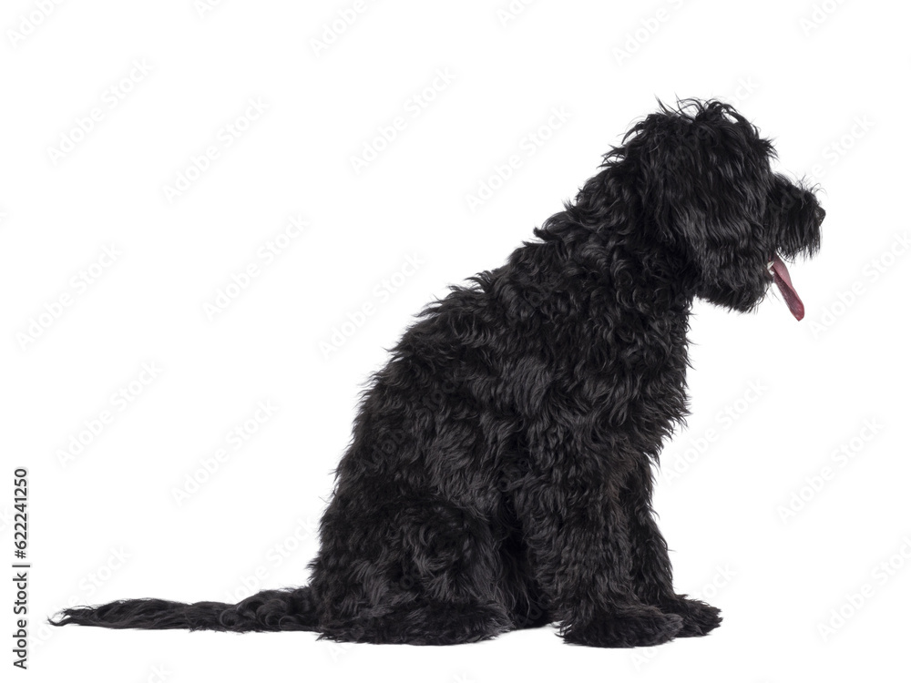 Cute black Labradoodle, sitting side ways. Looking side ways, away from ...