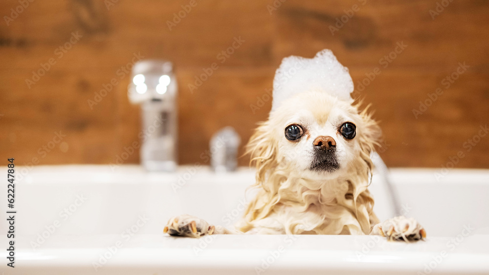 Funny little wet dog in the bathroom. The Chihuahua dog is afraid to ...
