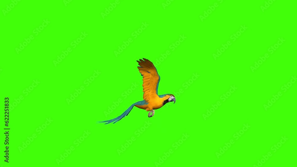 3D realistic walk cycle side view of Blue and yellow macaw parrot ...