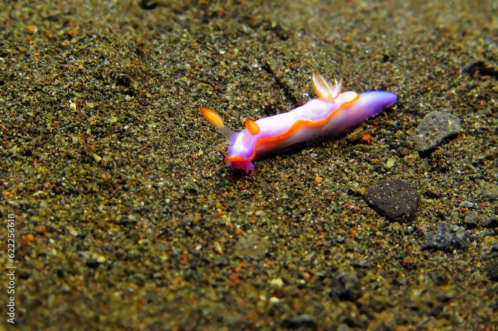 Colorful nudibranch - underwater sea slug on the sandy bottom. Scuba ...