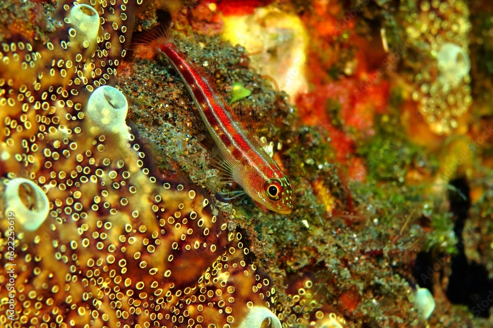 Colorful tropical reef with small sitting red fish. Portrait of red ...