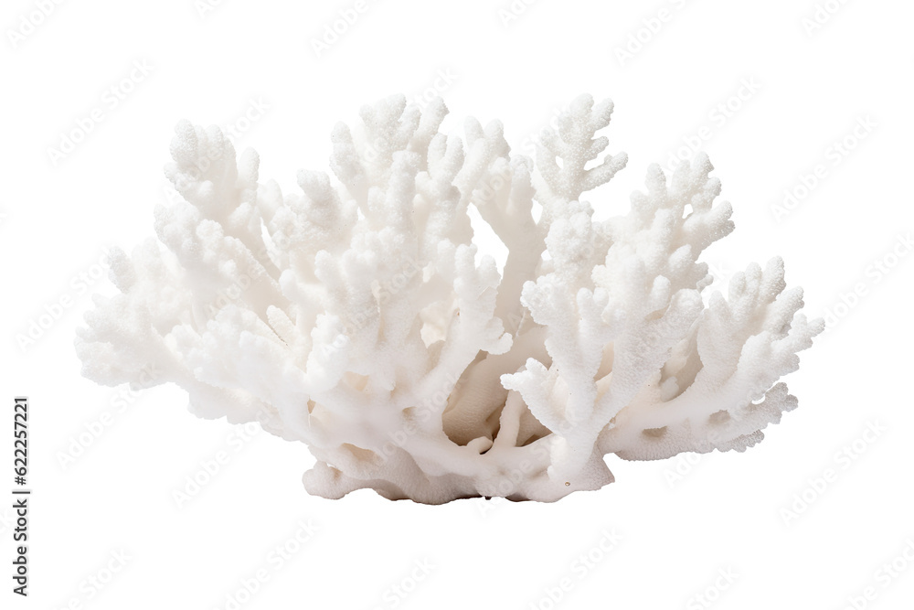 Thorny Coral, Thin Finger, , Table Coral beccc_.Table Coral, on ...