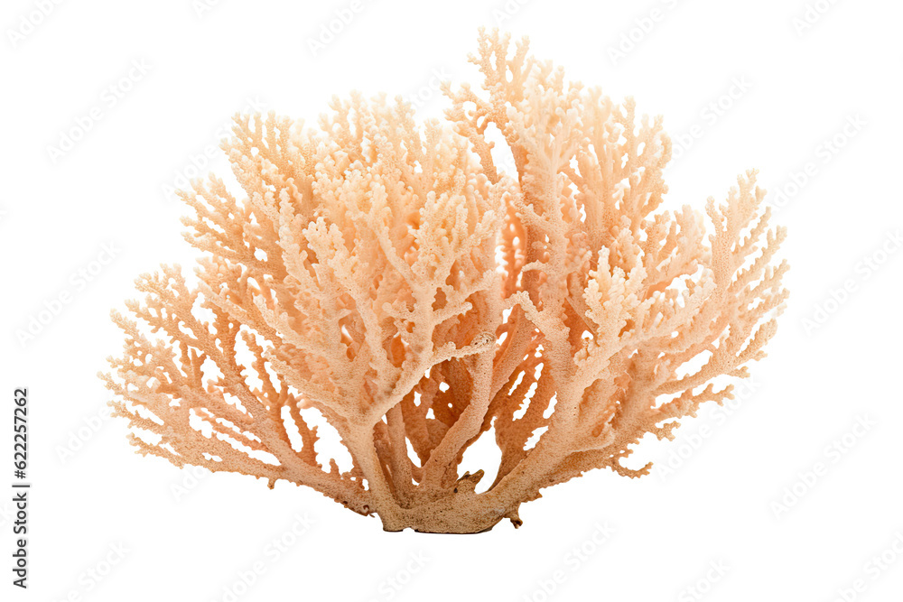 Thorny Coral, Thin Finger, , Table Coral beccc_.Table Coral, on ...