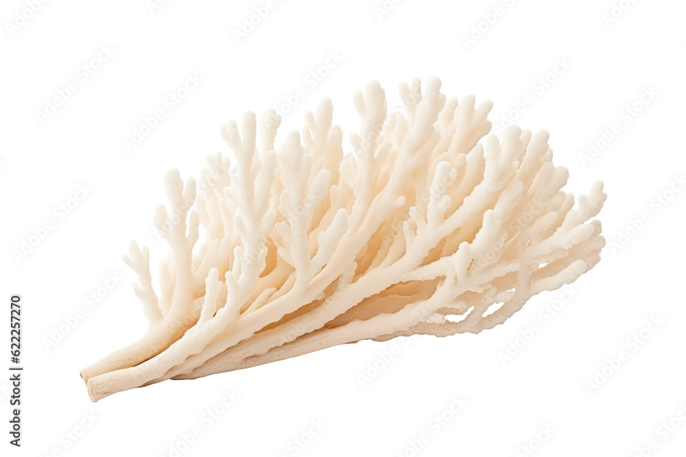 Thorny Coral, Thin Finger, , Table Coral beccc_.Table Coral, on ...