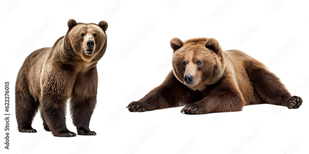 Bear on transparent background PNG Stock Photo | Adobe Stock
