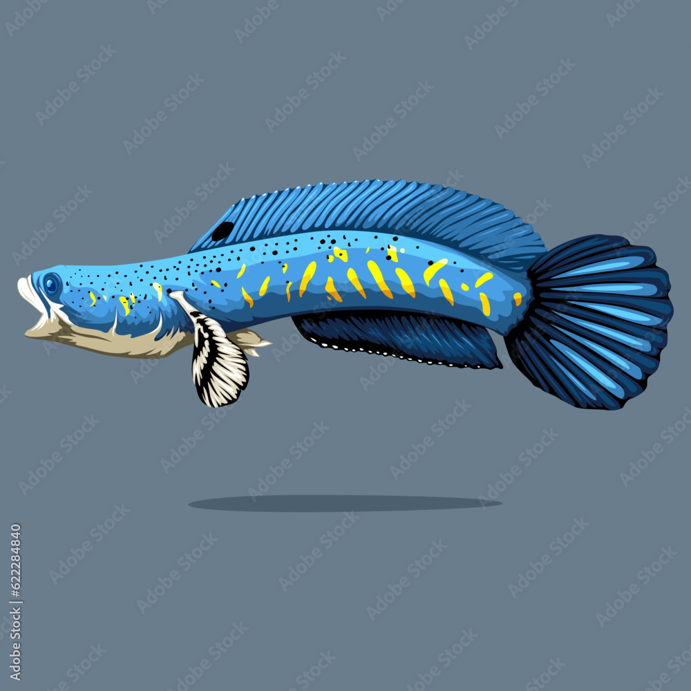 Vector illustration of channa blue pulchra, detailed full body ...