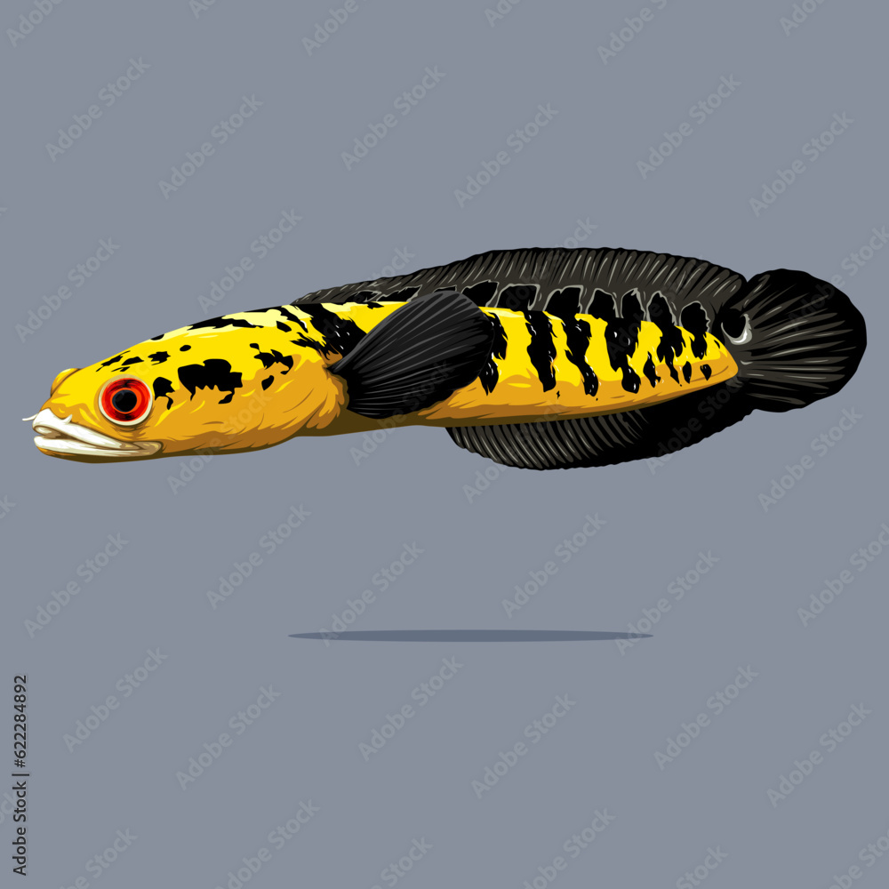 Vector illustration of channa marulioides yellow sentarum, detailed ...