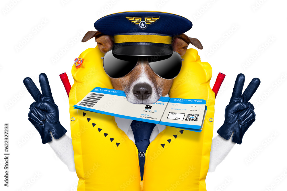 jack russell airline pilot or flight attendant dog , with check in ...