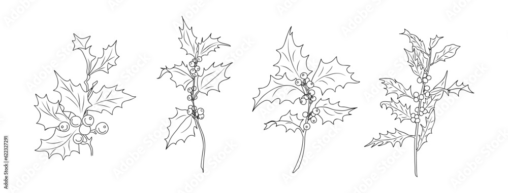 Set of holly line art drawings. December birth month flower. Hand drawn ...