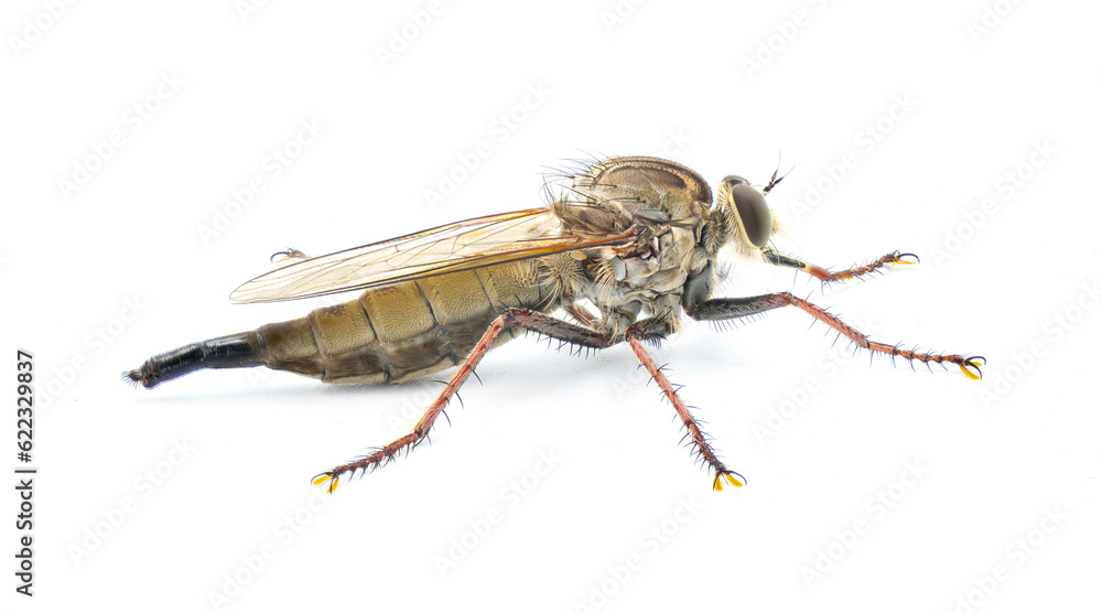 Robber fly Isolated on white background. Proctacanthus longus a species ...