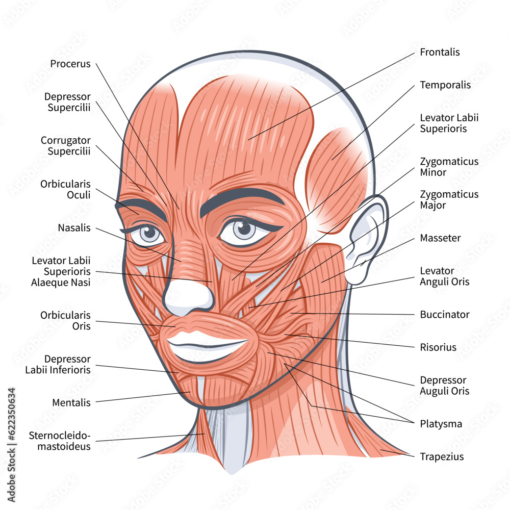 Female facial muscles scheme detailed anatomy vector illustration Stock ...