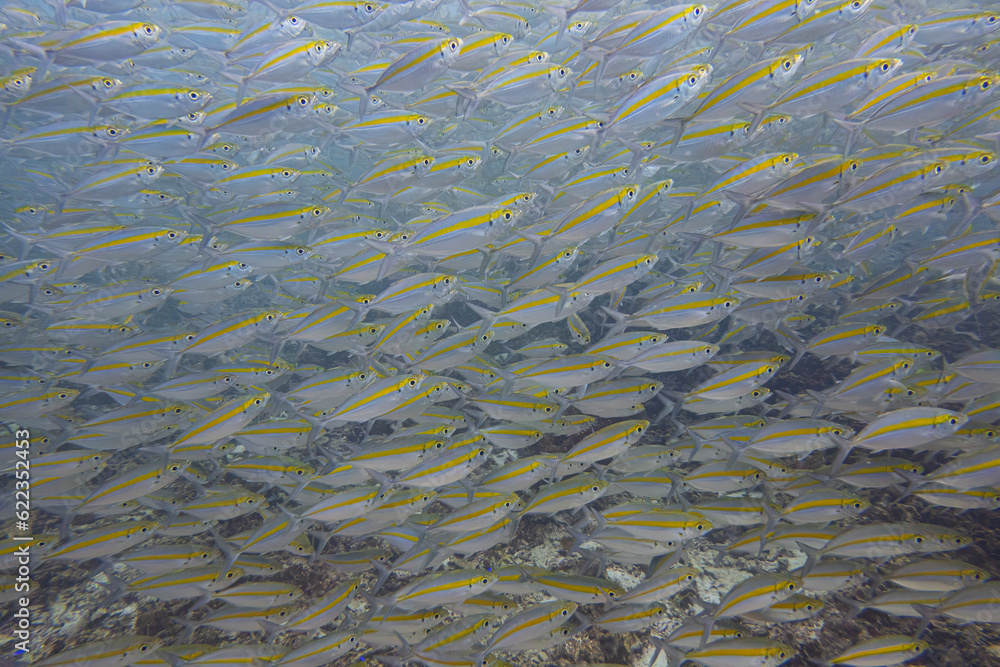 Big bait ball yellow stripe trevally fish schooling cyclone group ...