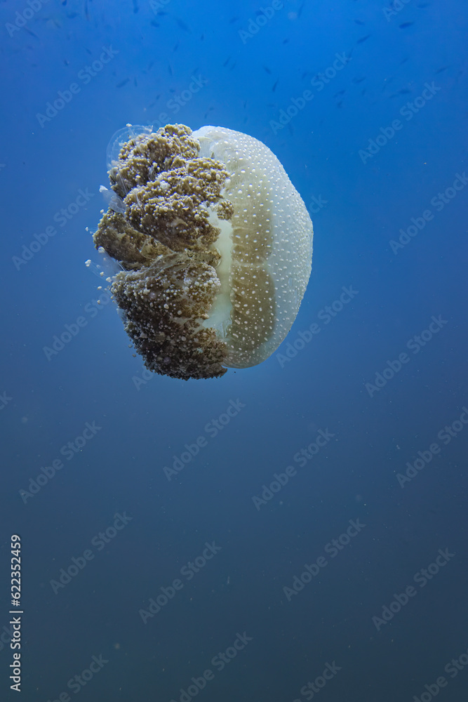 White transparent jellyfish swim slow underwater with deep blue sea ...