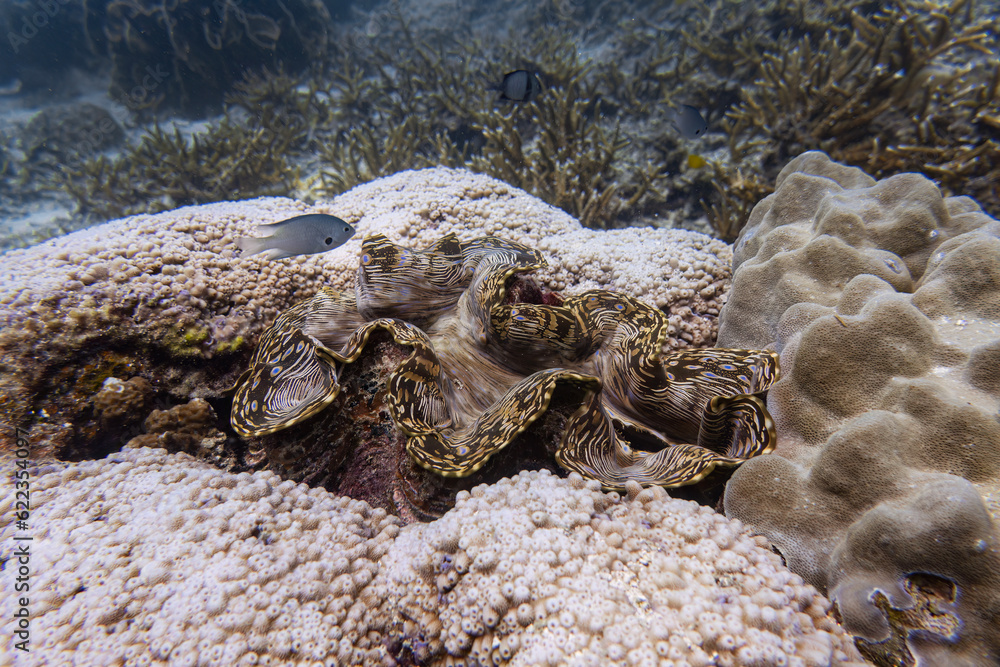 Big rare real giant clam shellfish close up shot in coral reef rock ...